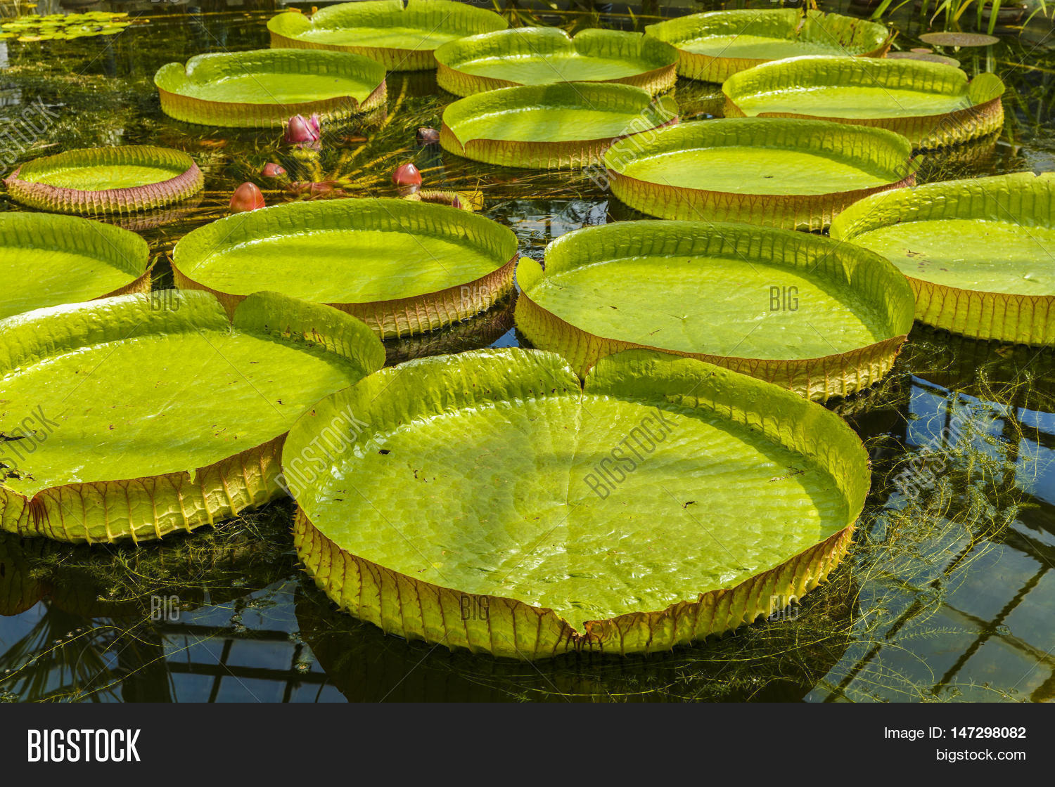 Giant Leaves Amazonian Image & Photo (Free Trial) | Bigstock
