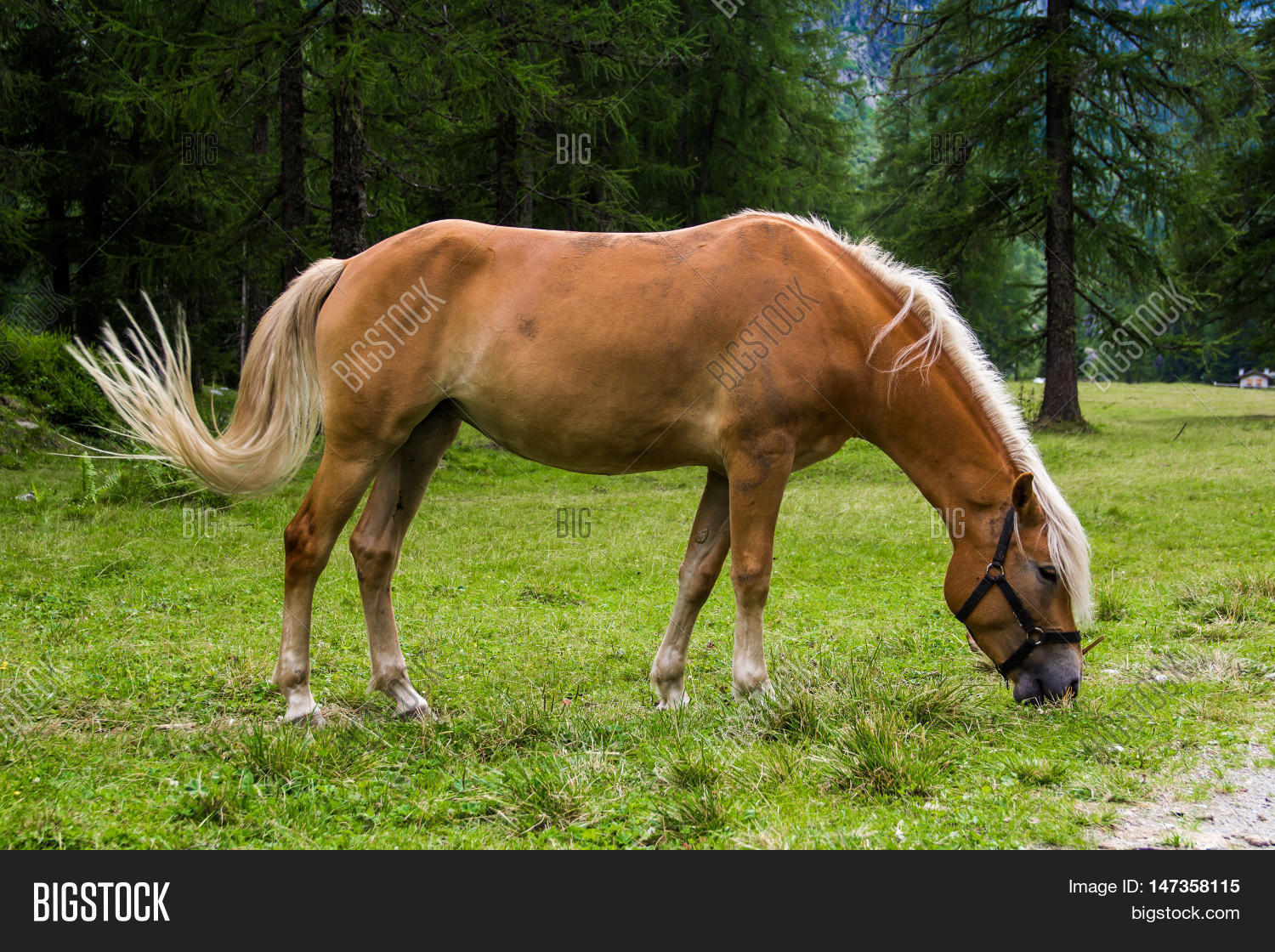 Haflinger Breed Horse Image & Photo (Free Trial) | Bigstock