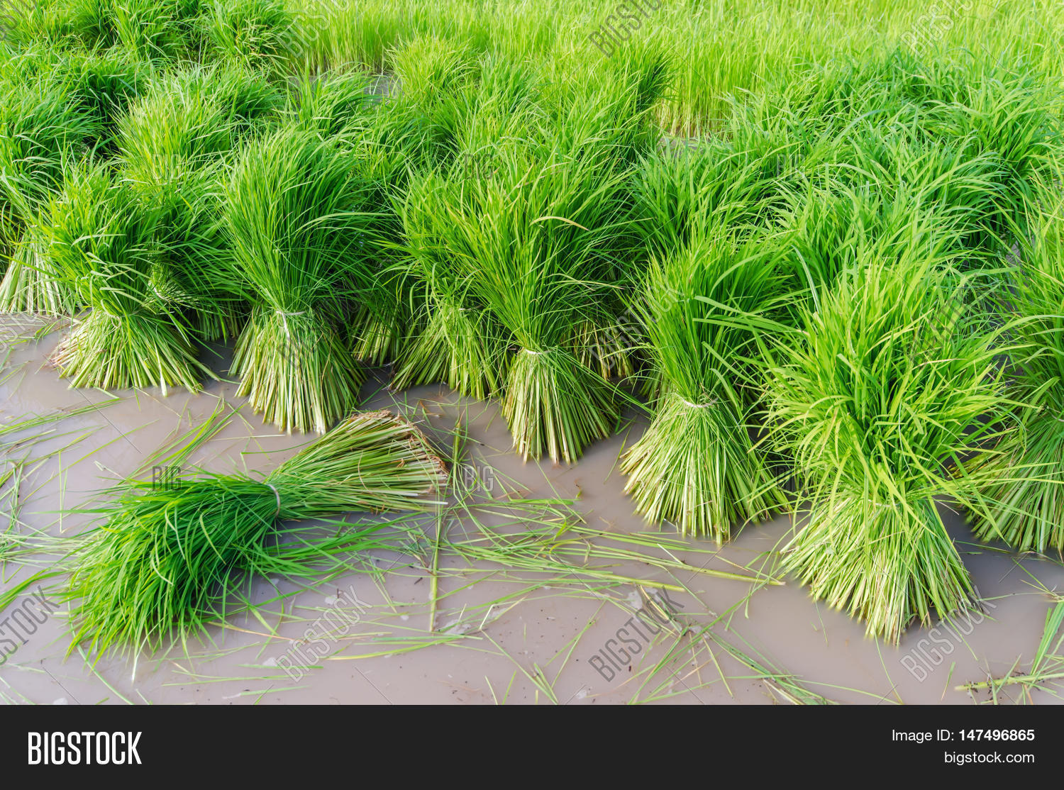 Rice Sprout Image & Photo (Free Trial) | Bigstock