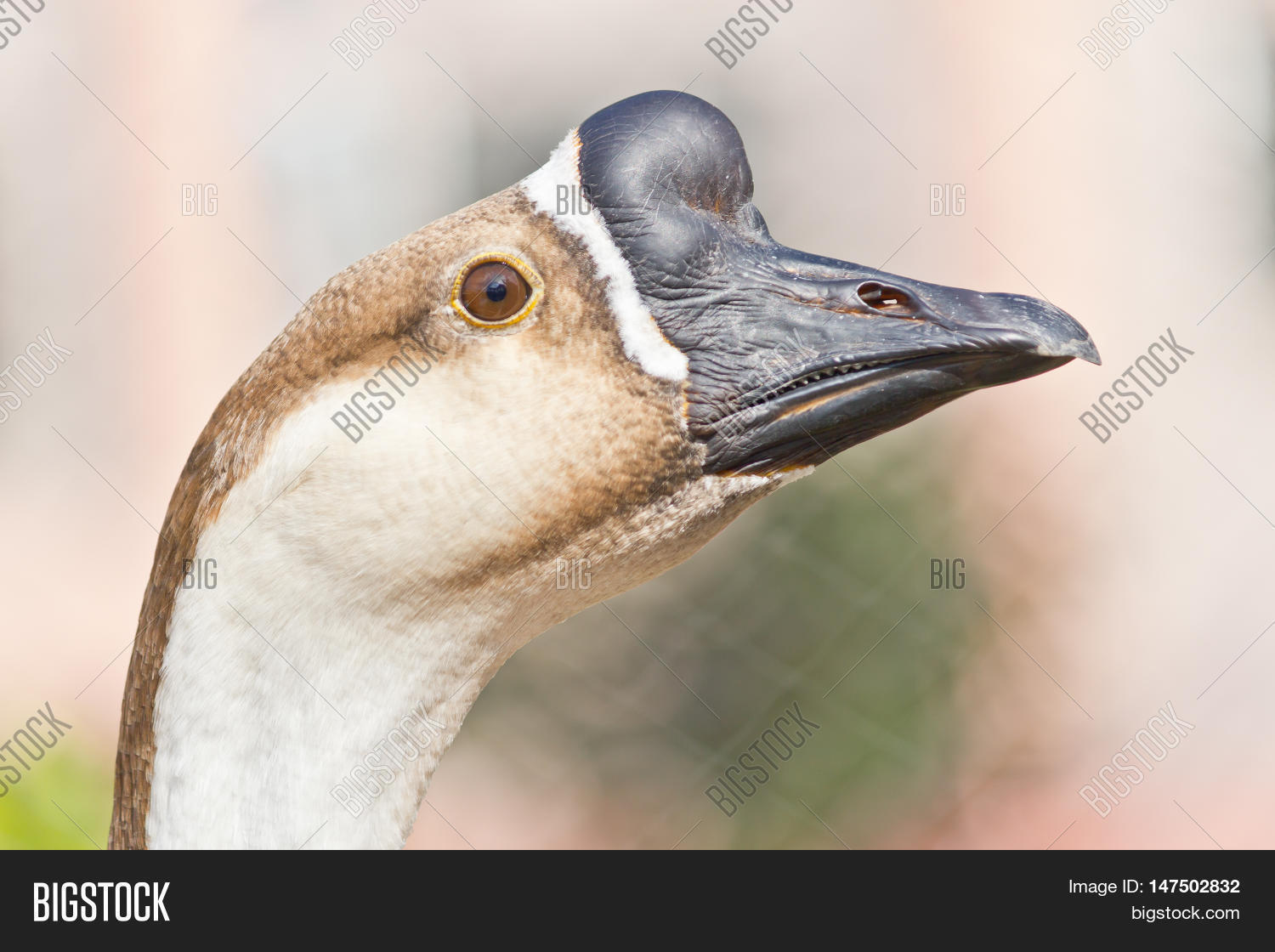 Detailed Image Duck / Image & Photo (Free Trial) | Bigstock