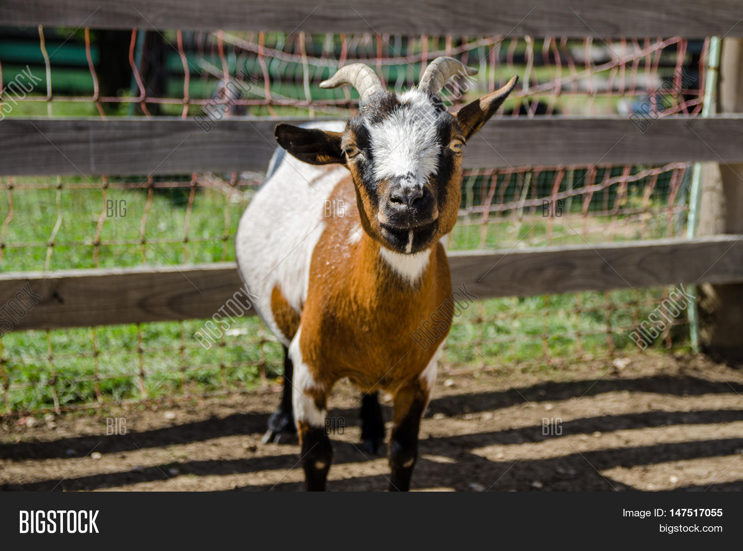 Tricolor Goat Farm Image & Photo (Free Trial) | Bigstock