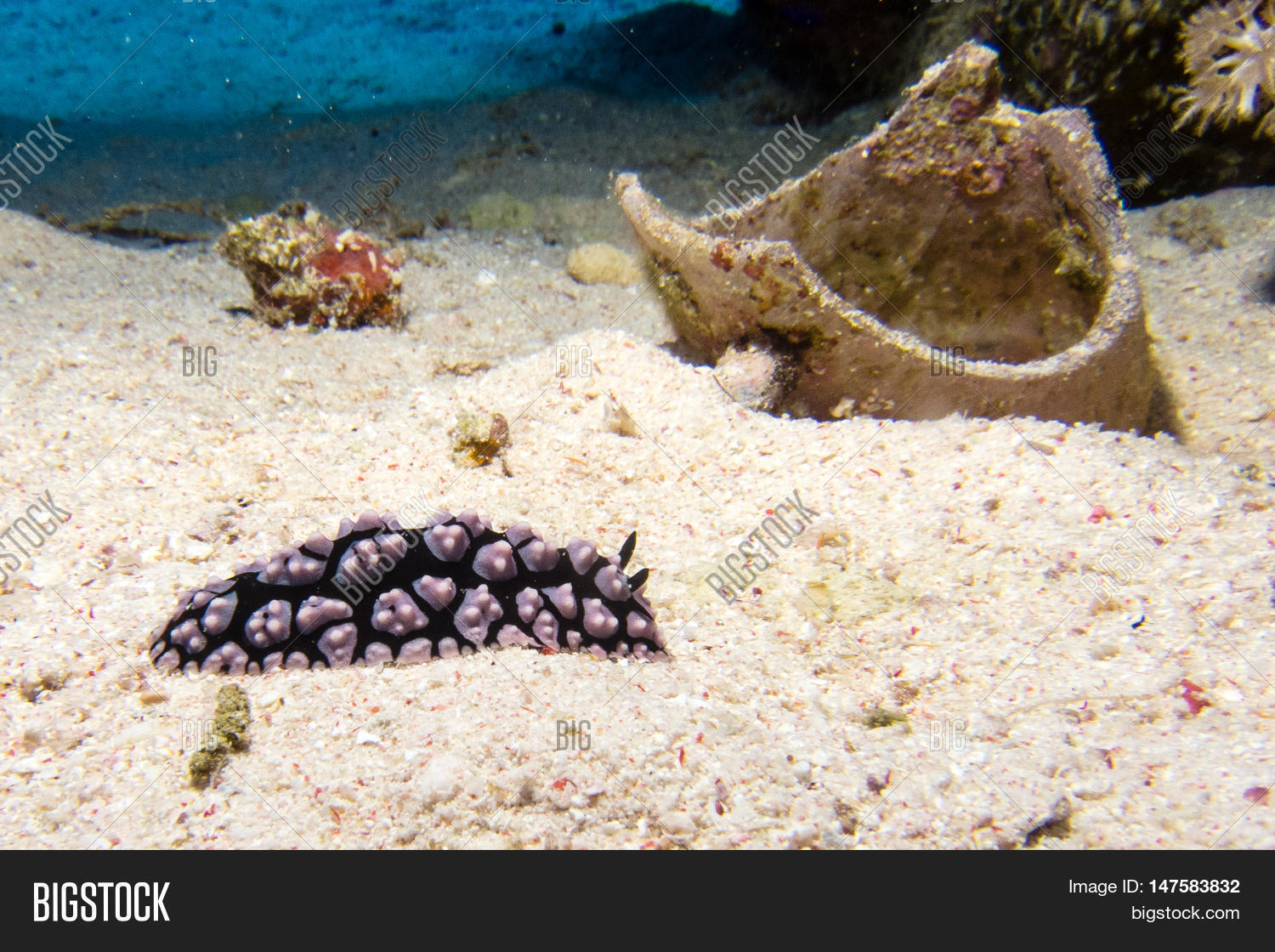 Black Nudibranch Red Image & Photo (Free Trial) | Bigstock