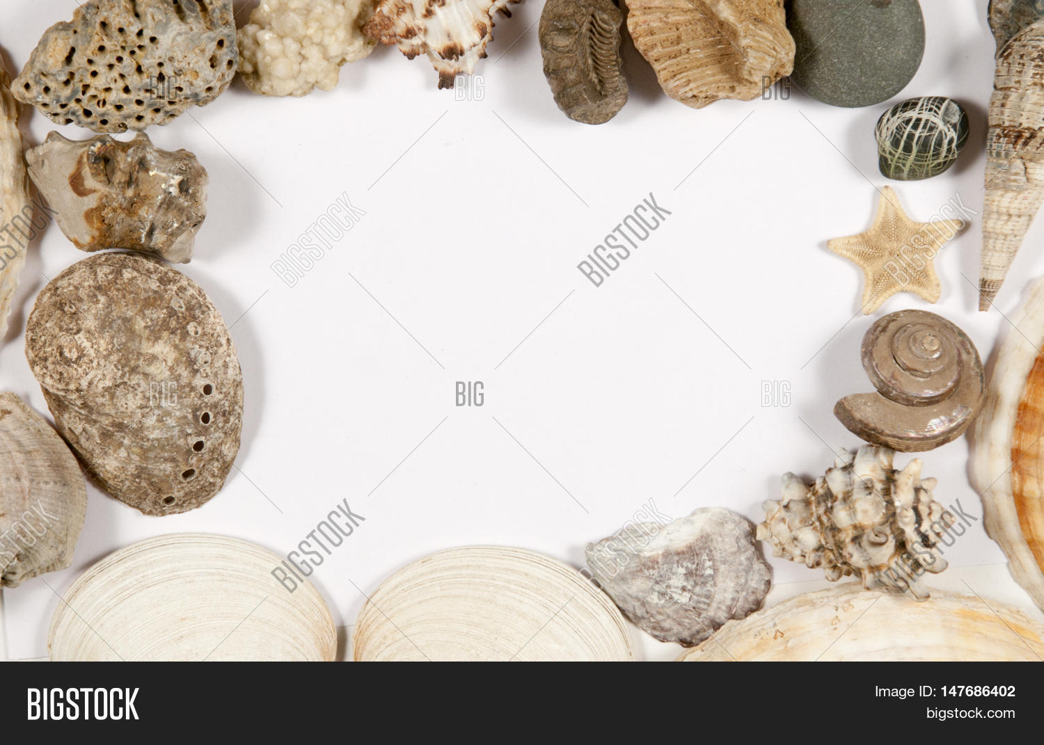 Sea Shells Reliquaes Image & Photo (Free Trial) | Bigstock