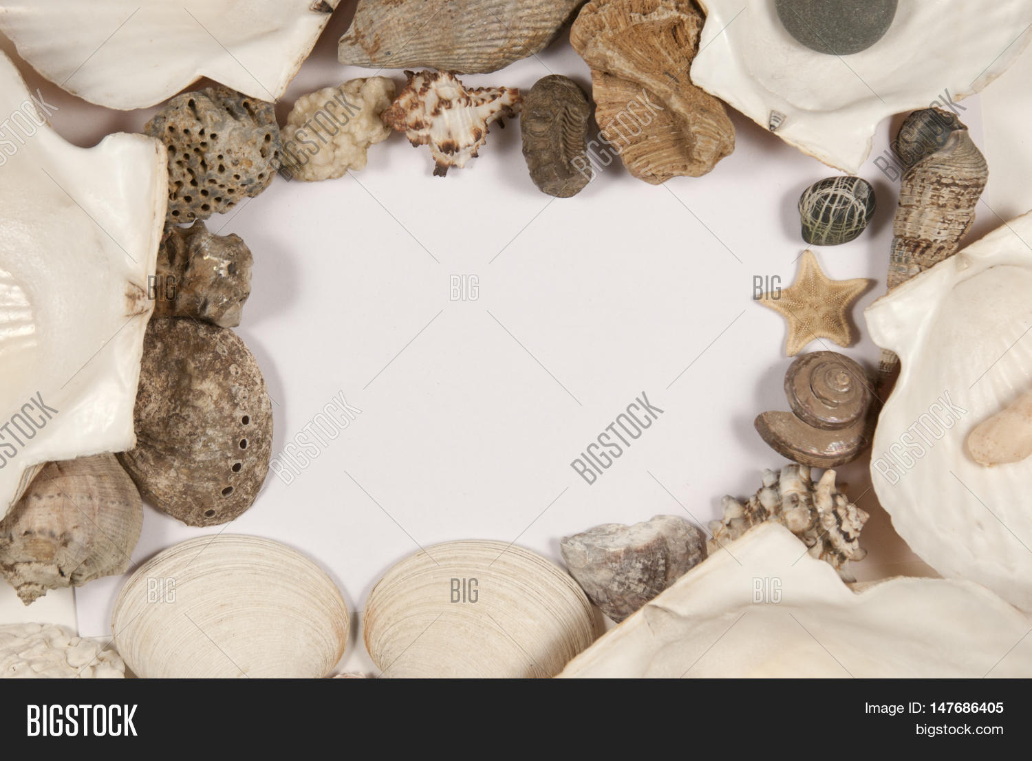 Sea Shells Reliquaes Image & Photo (Free Trial) | Bigstock