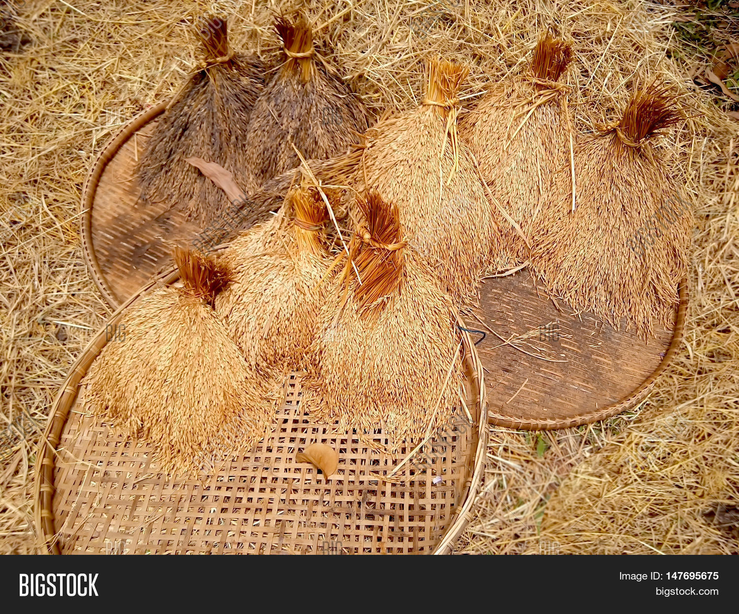 Thai Rice On Threshing Image & Photo (Free Trial) | Bigstock