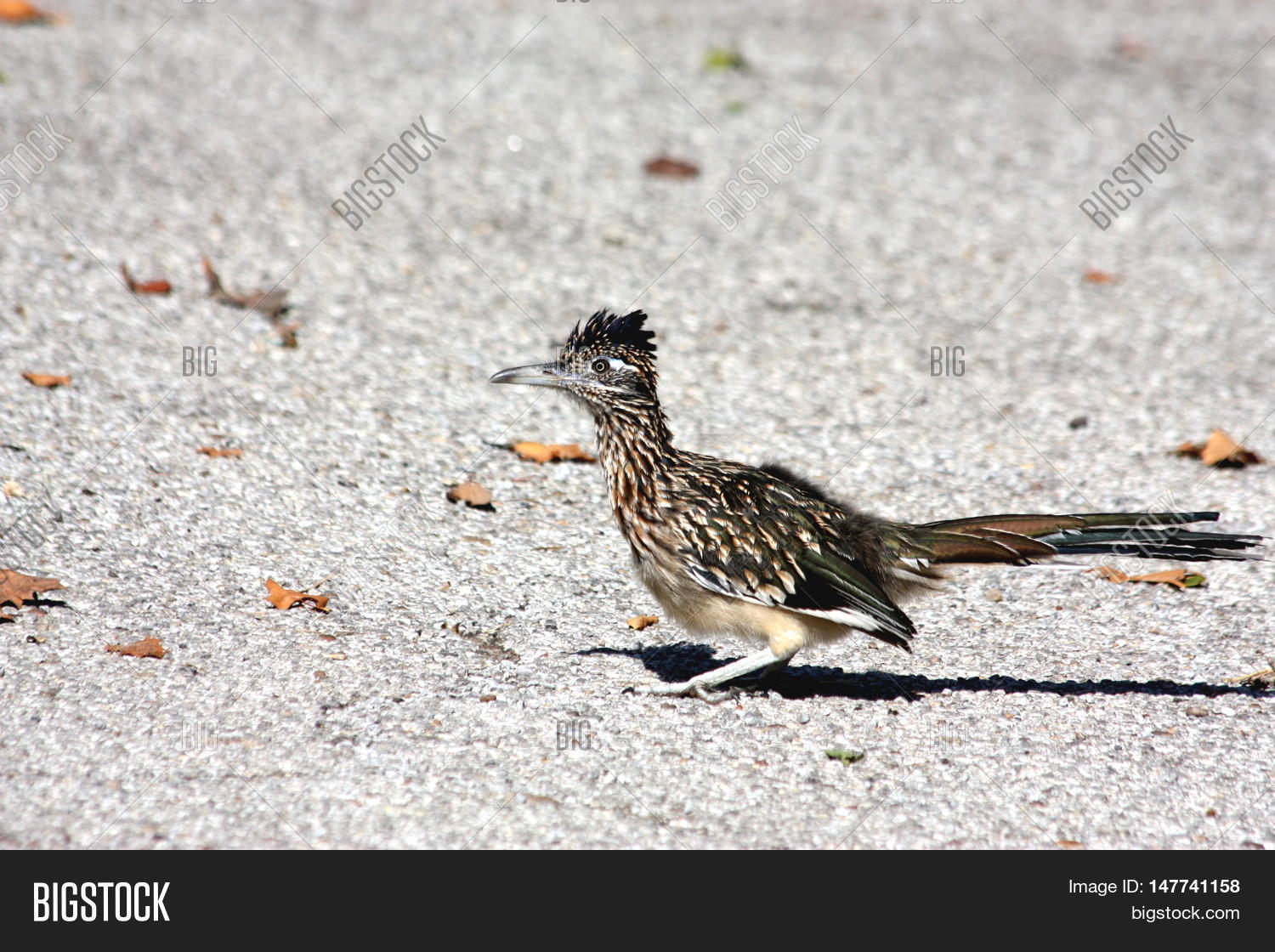 Greater Roadrunner Image & Photo (Free Trial) | Bigstock