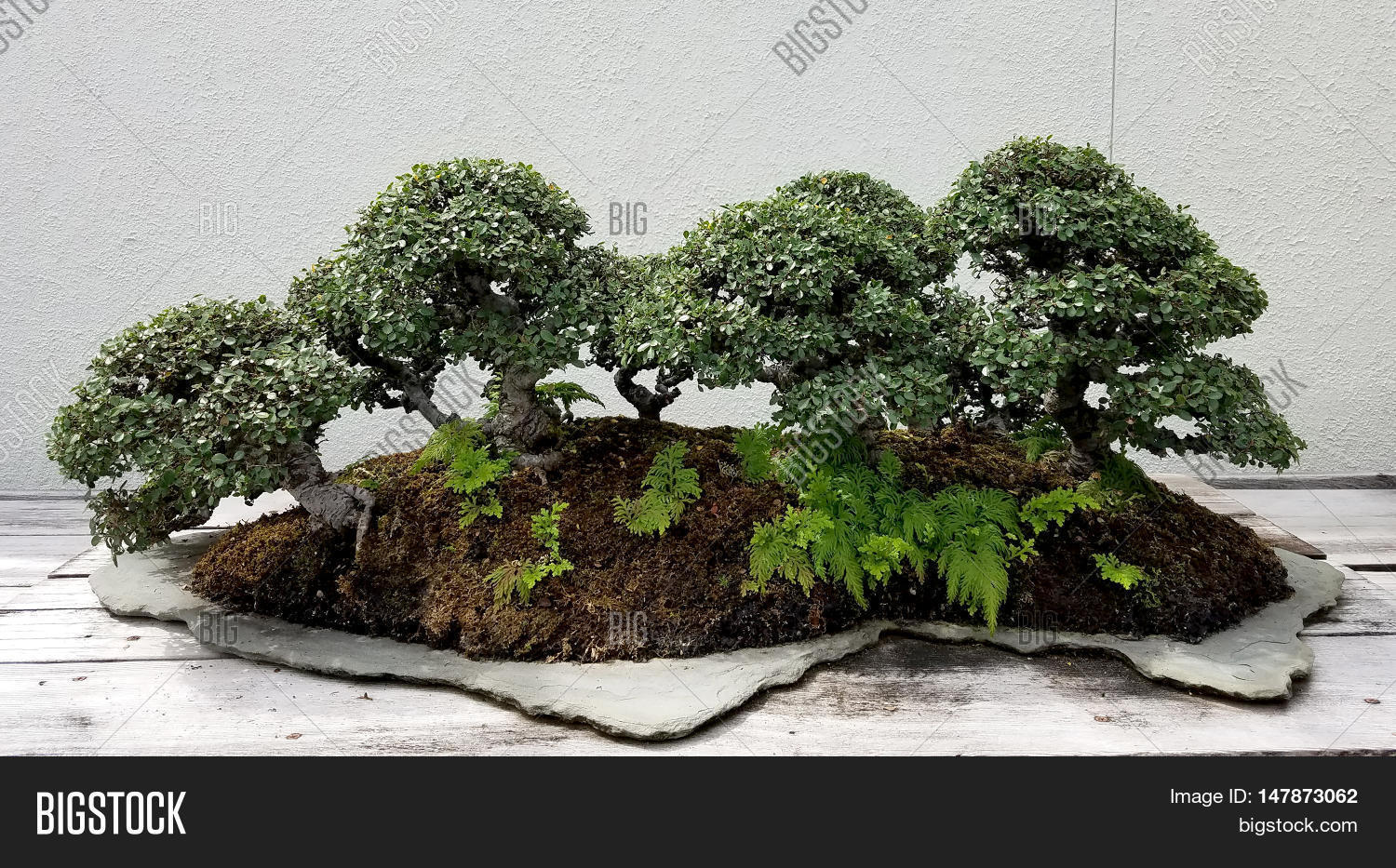 Bonsai Penjing Image & Photo (Free Trial) | Bigstock