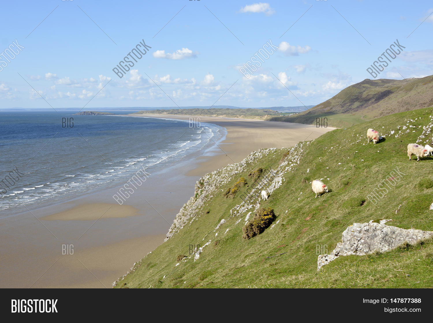 Rhossili Bay Sheep Image & Photo (Free Trial) | Bigstock