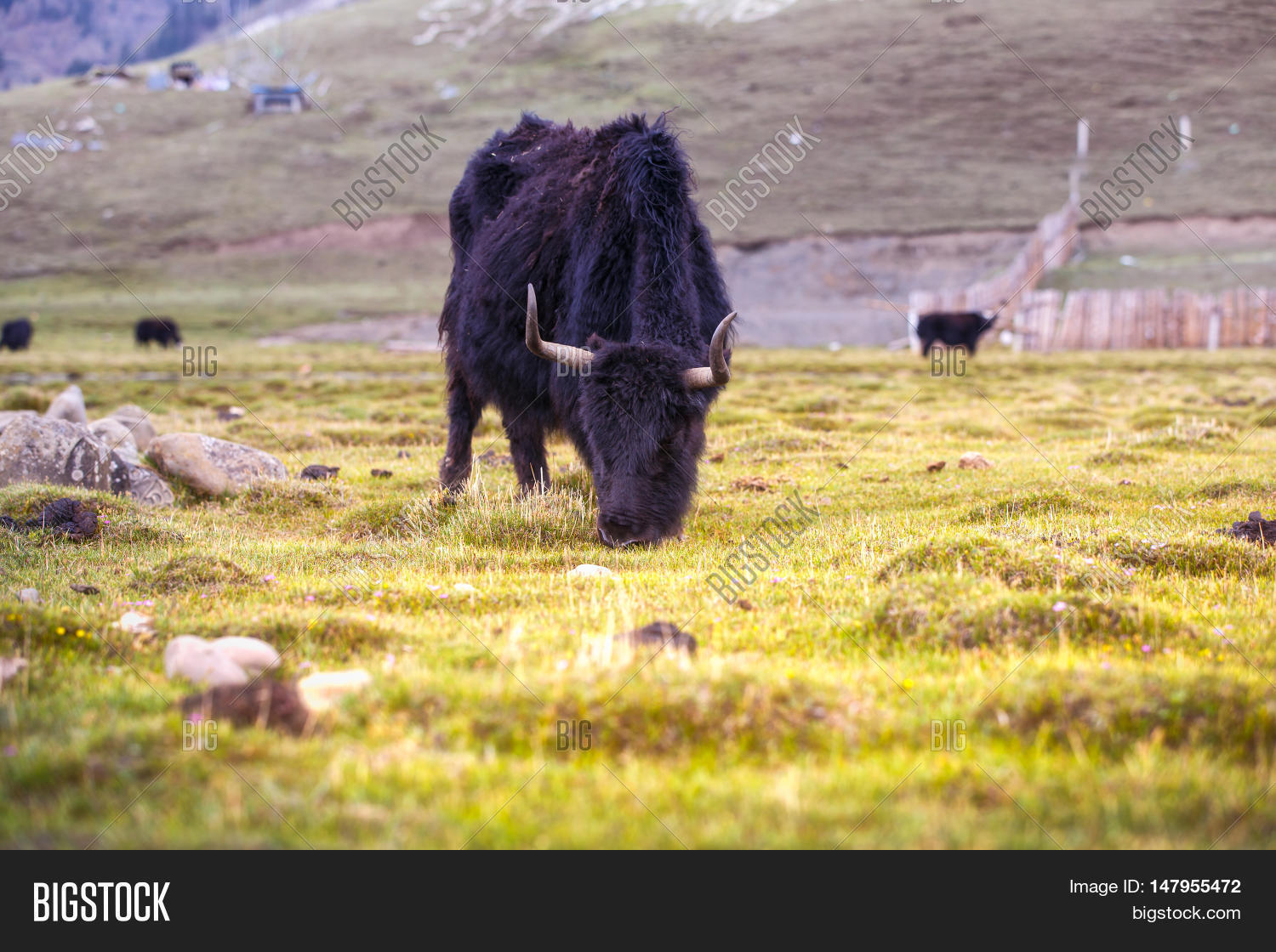 Yak Eating Green Grass Image & Photo (Free Trial) | Bigstock