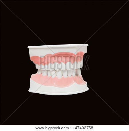 Dental Model Teeth Image & Photo (Free Trial) | Bigstock