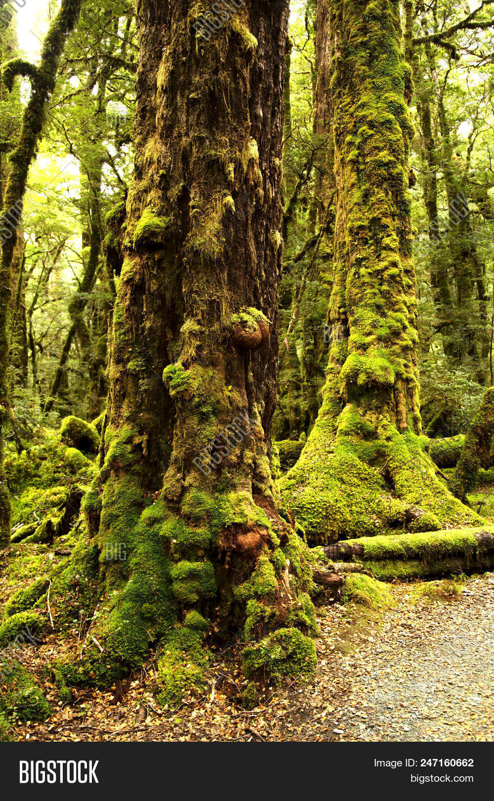 Tree Full Moss Rain Image & Photo (Free Trial) | Bigstock