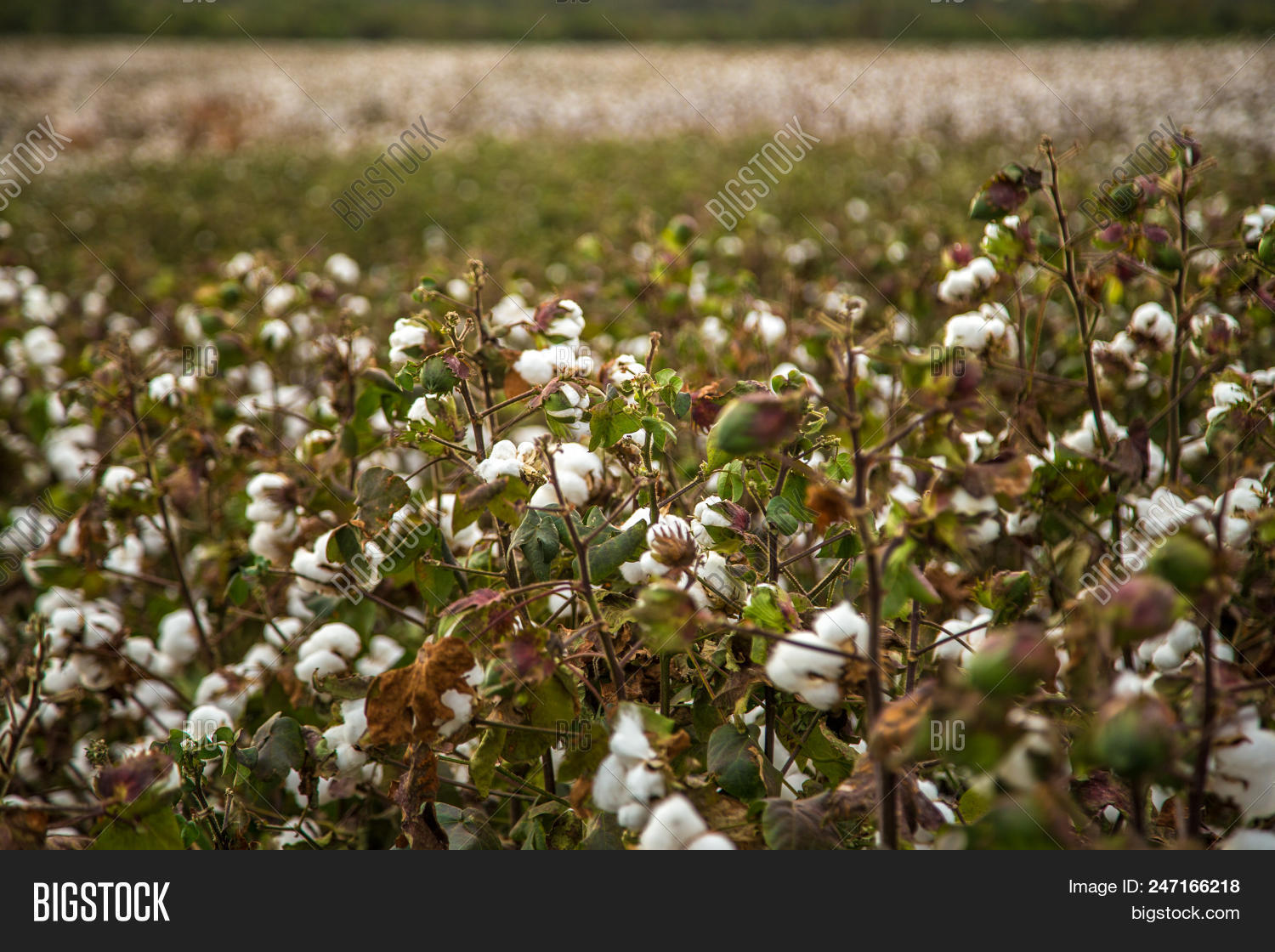Cotton Field Image & Photo (Free Trial) | Bigstock