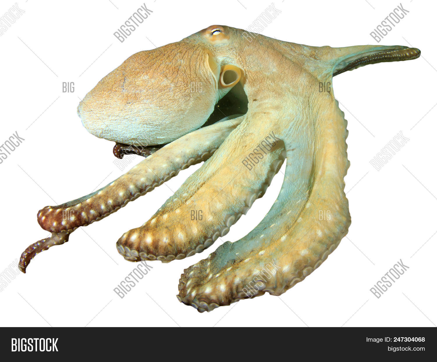Live Octopus Isolated Image & Photo (Free Trial) | Bigstock