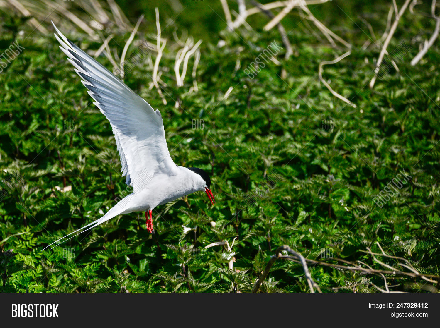 Beautiful Arctic Tern Image & Photo (Free Trial) | Bigstock