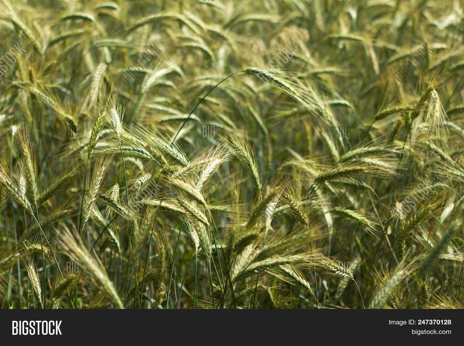 Grain Barley One Image & Photo (Free Trial) | Bigstock