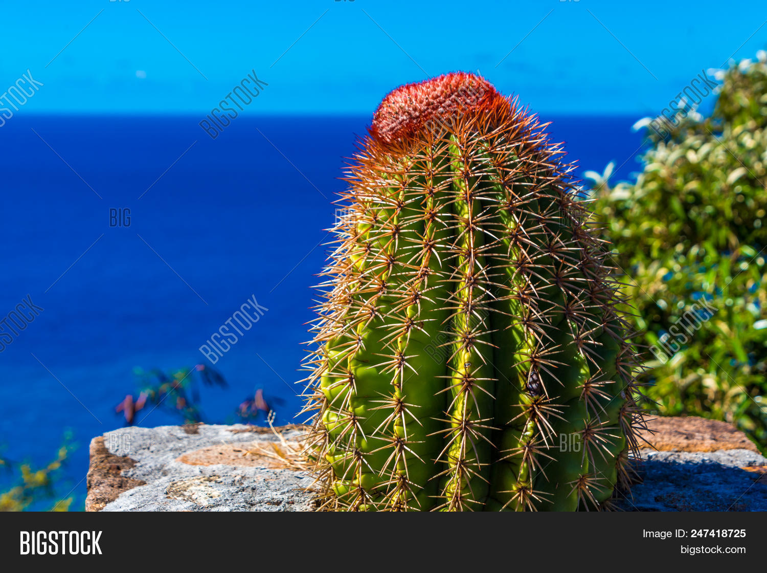 Cactus Overlooking Sea Image & Photo (Free Trial) | Bigstock