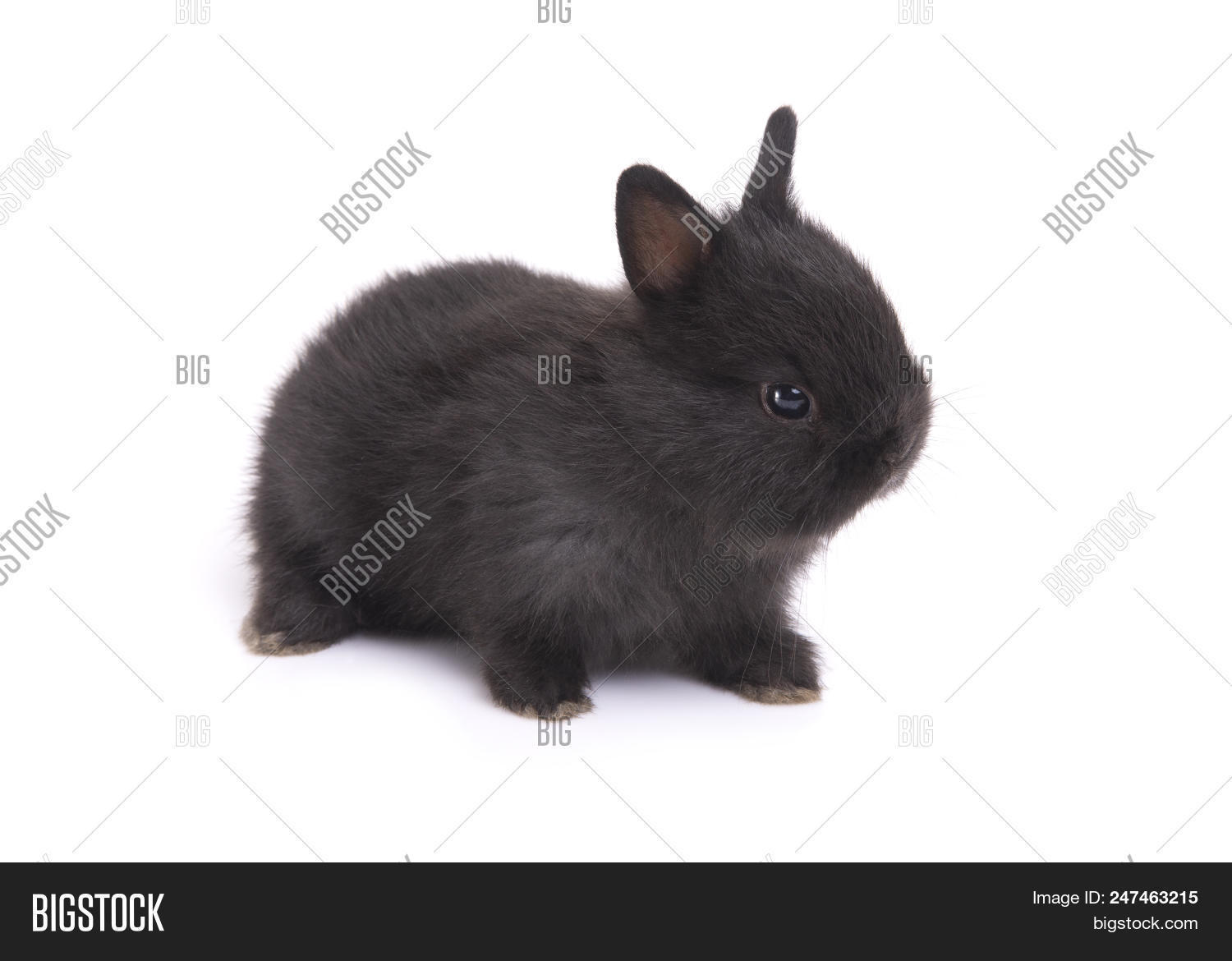 Side View Cute Image & Photo (Free Trial) | Bigstock