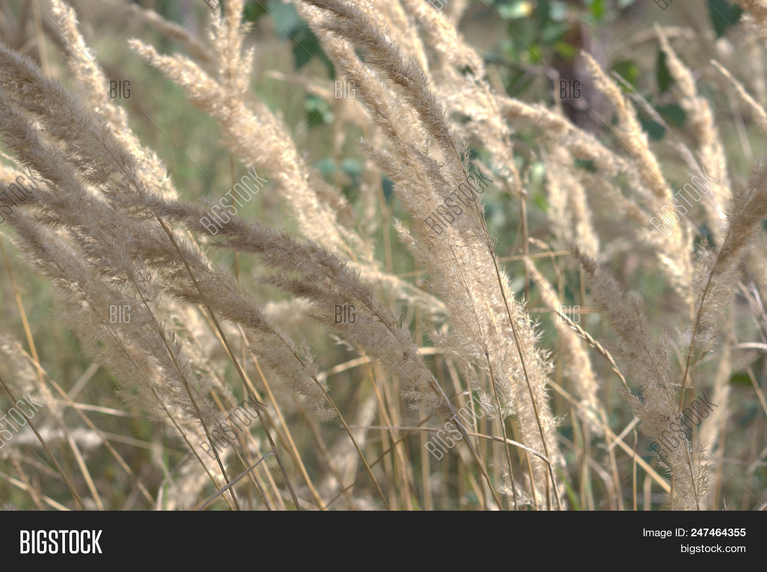 Golden Tops Bushgrass Image & Photo (Free Trial) | Bigstock