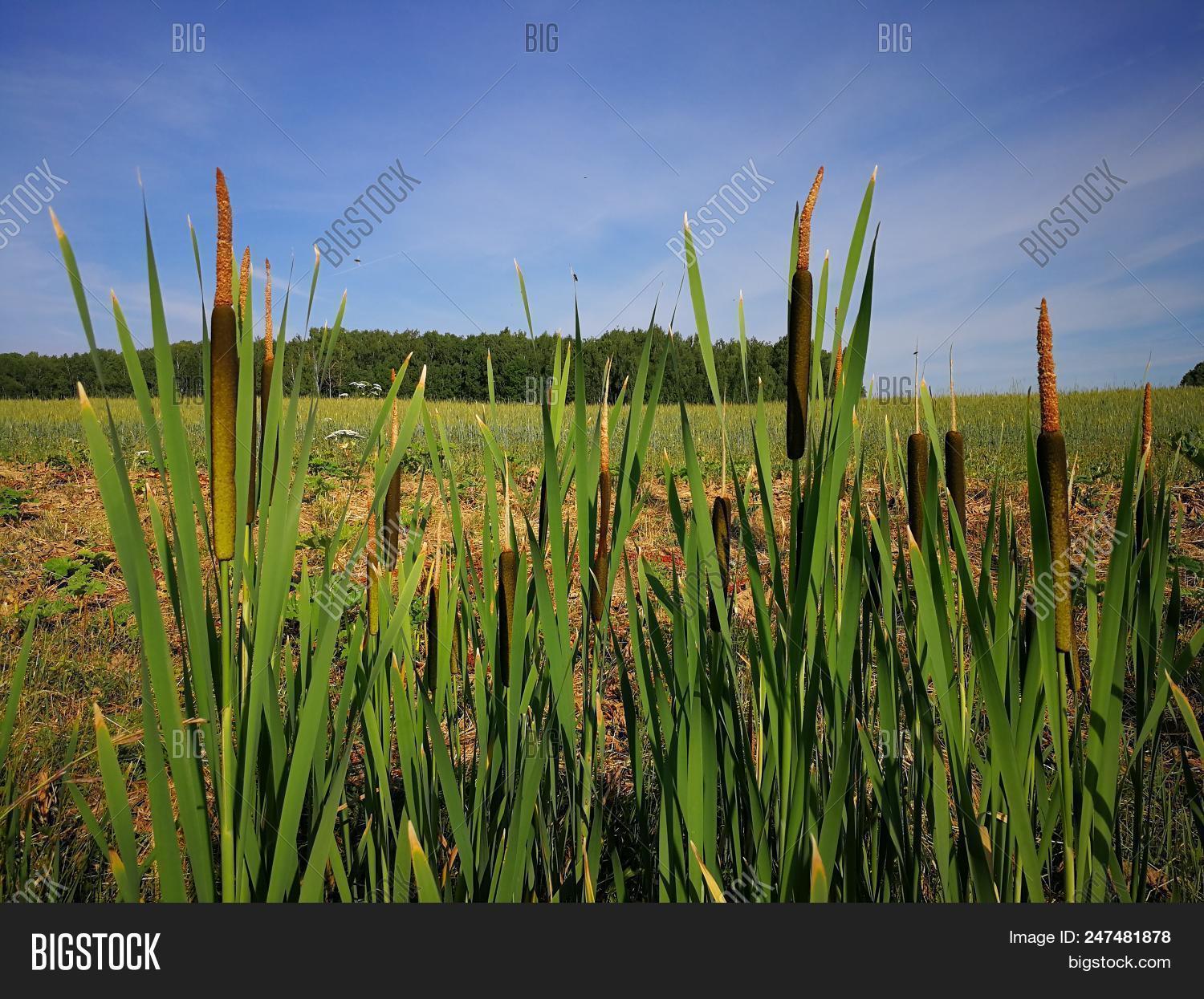 Swamp Reeds On Small Image & Photo (Free Trial) | Bigstock