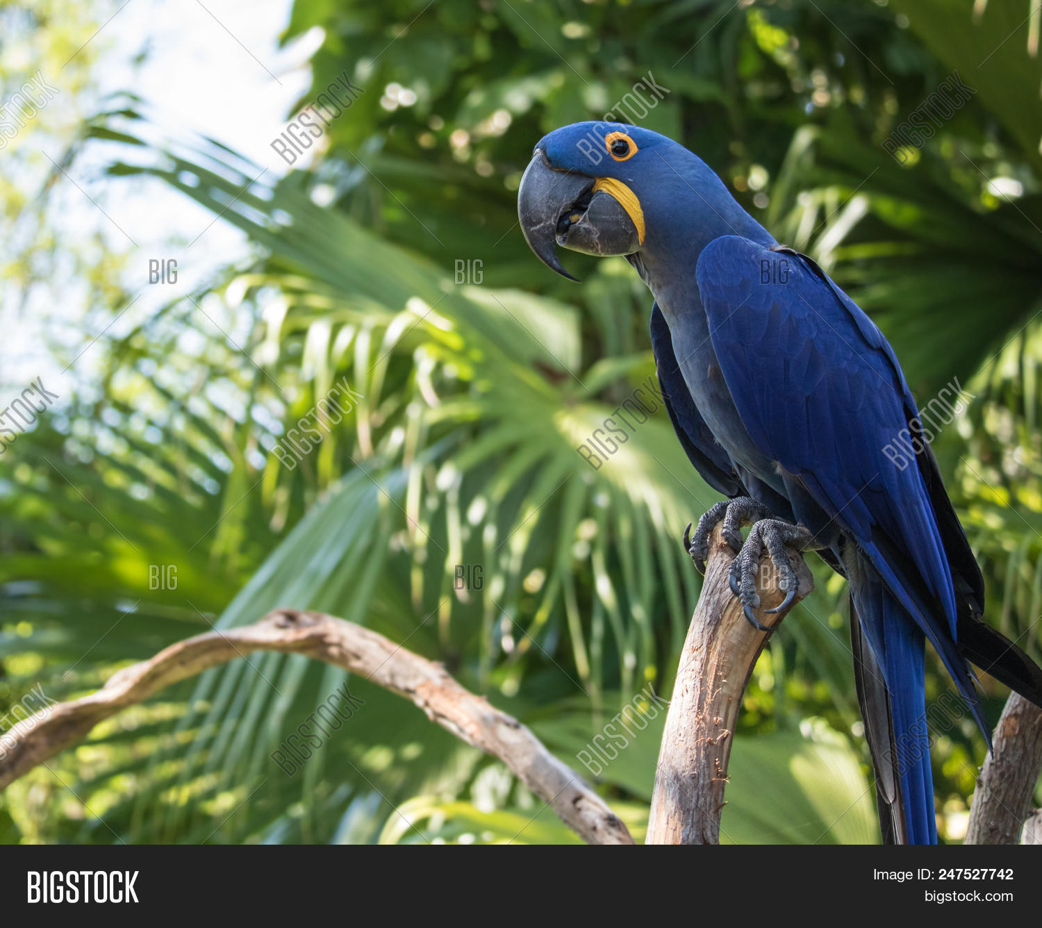 Vibrant Blue Macaw Image & Photo (Free Trial) | Bigstock