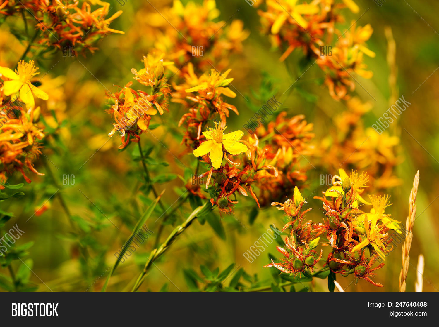 Hypericum Flowers ( Image & Photo (Free Trial) | Bigstock