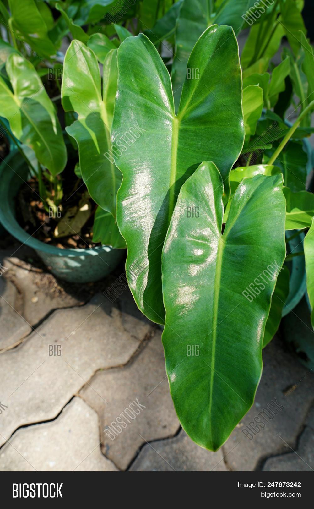 Syngonium Podophyllum Nephthytis
