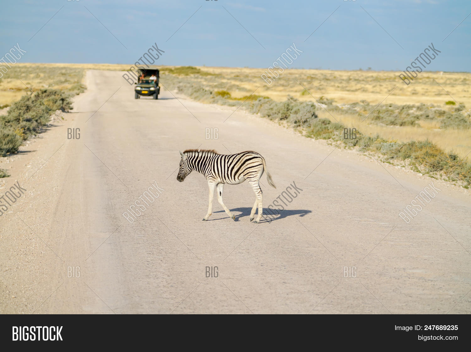 Zebra Crossing Road Image & Photo (Free Trial) | Bigstock