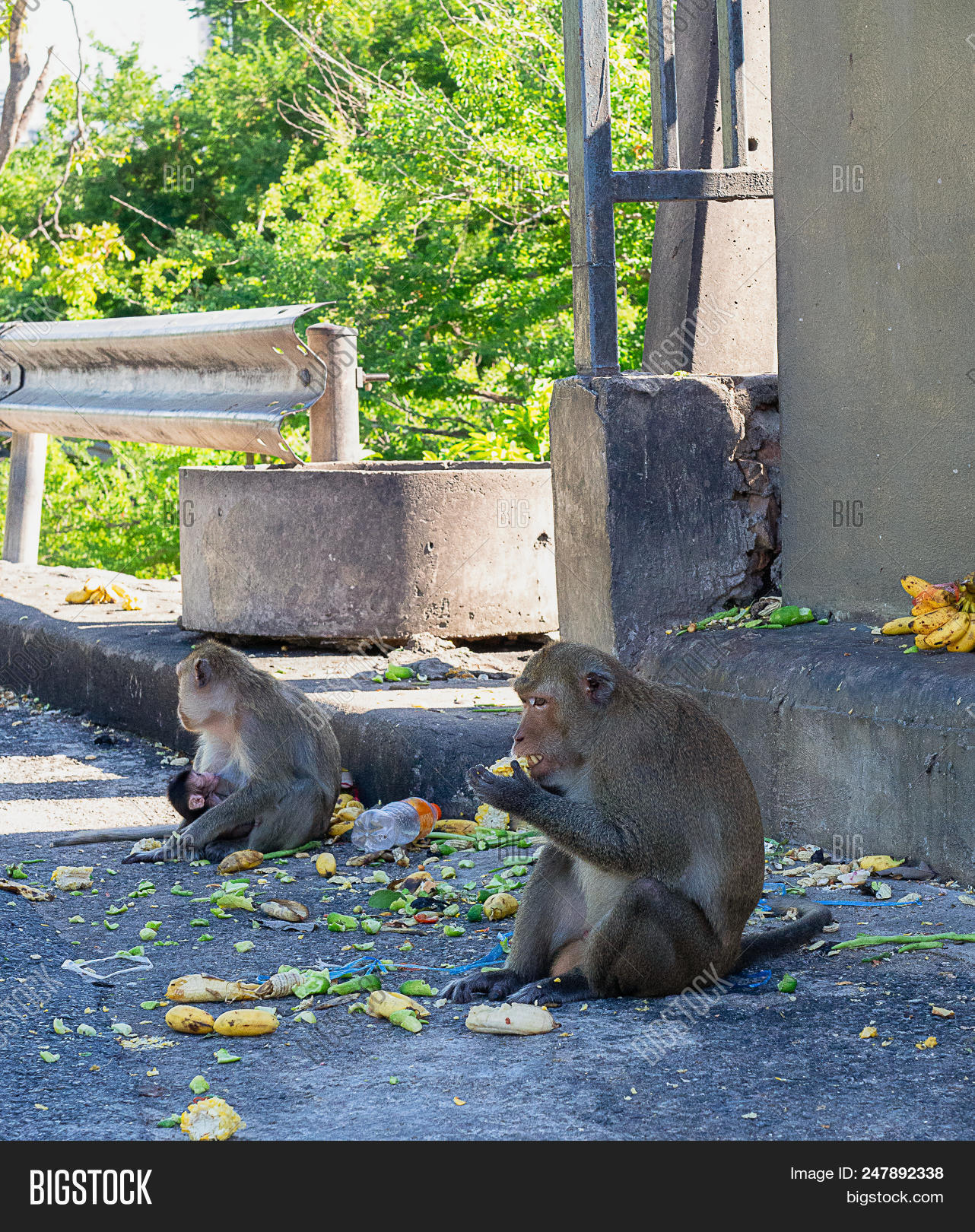 Monkey Eating Khao Sam Image & Photo (Free Trial) | Bigstock