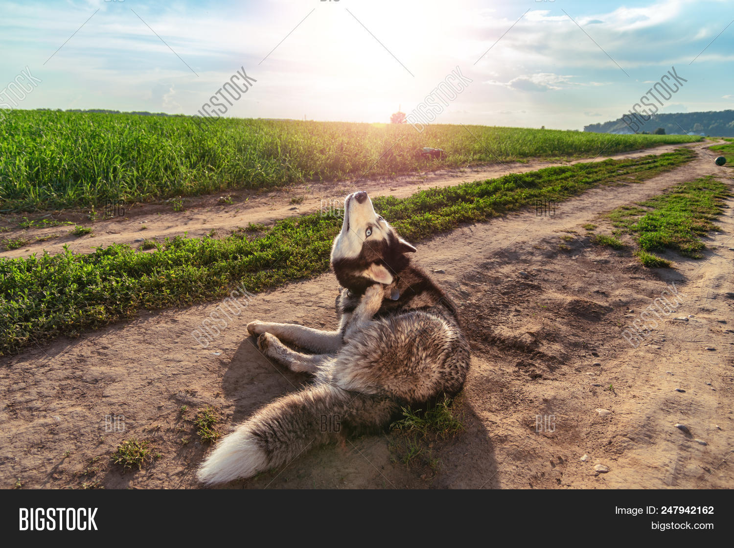 Funny Dog Scratches Image & Photo (Free Trial) | Bigstock