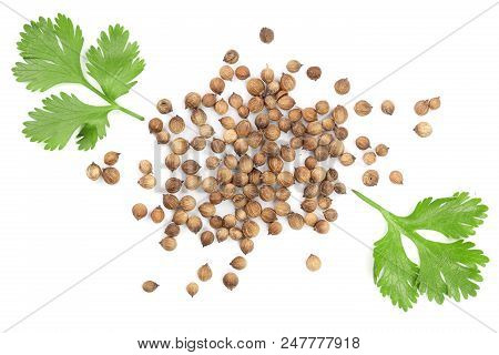 Coriander Seed Leaves Image & Photo (Free Trial) | Bigstock