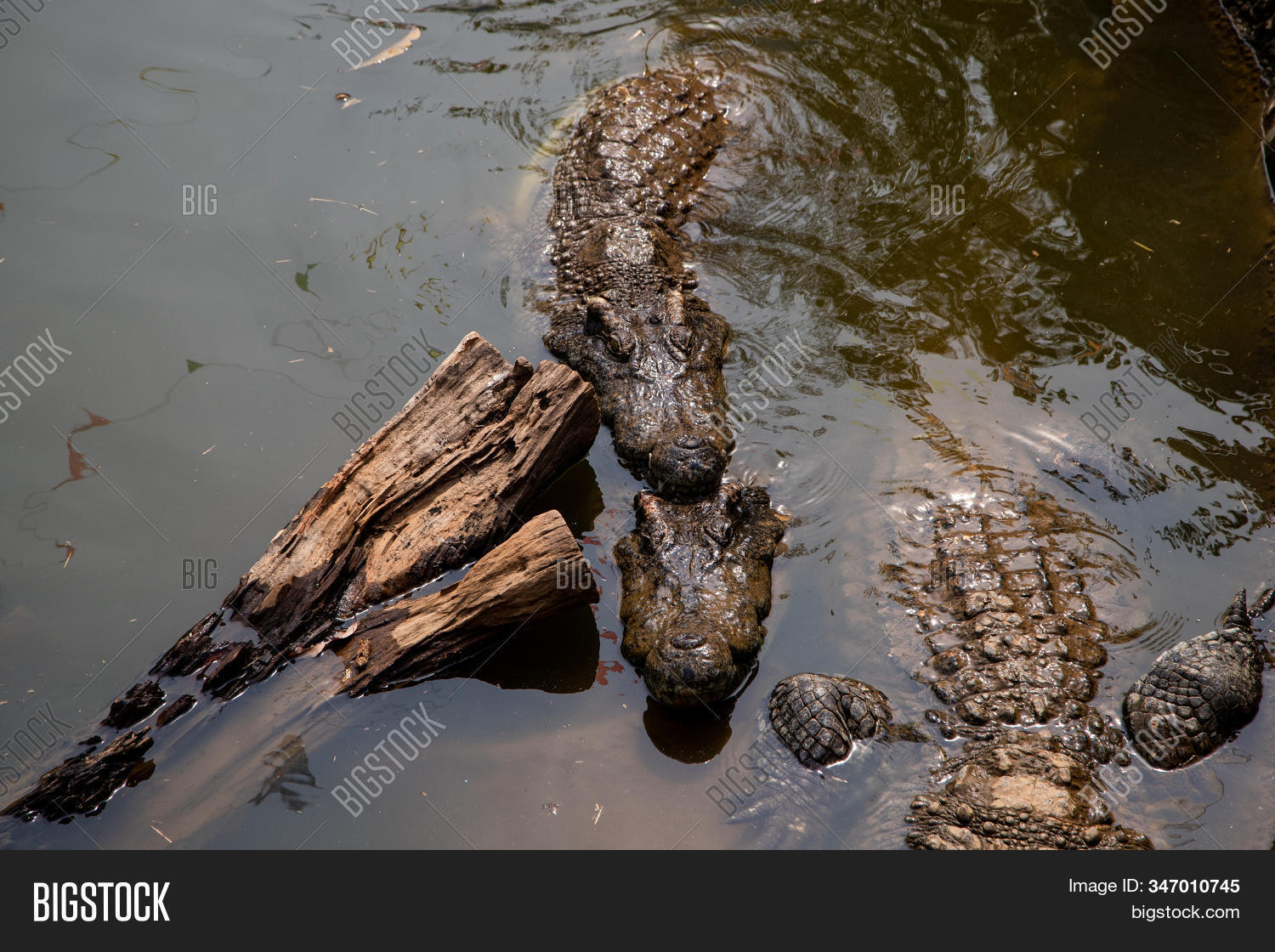 Crocodiles Bask Sun. Image & Photo (Free Trial) | Bigstock