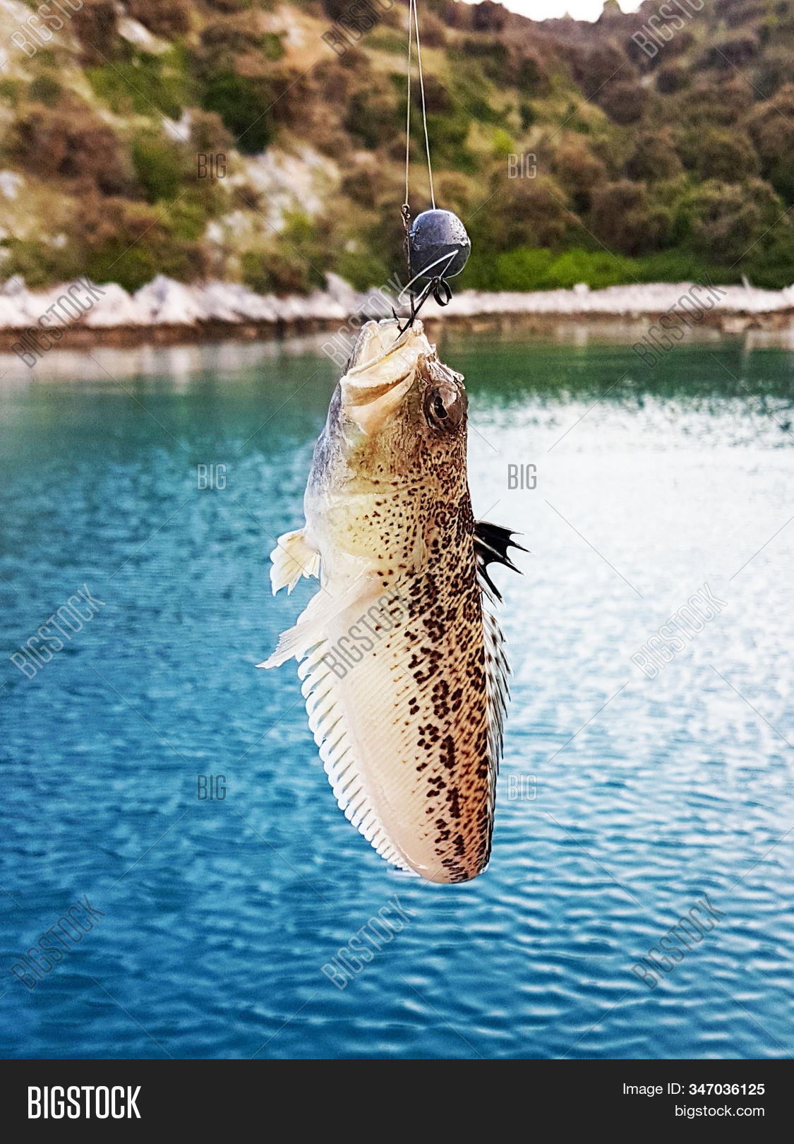 Poisonous Sea Fish Image & Photo (Free Trial) | Bigstock