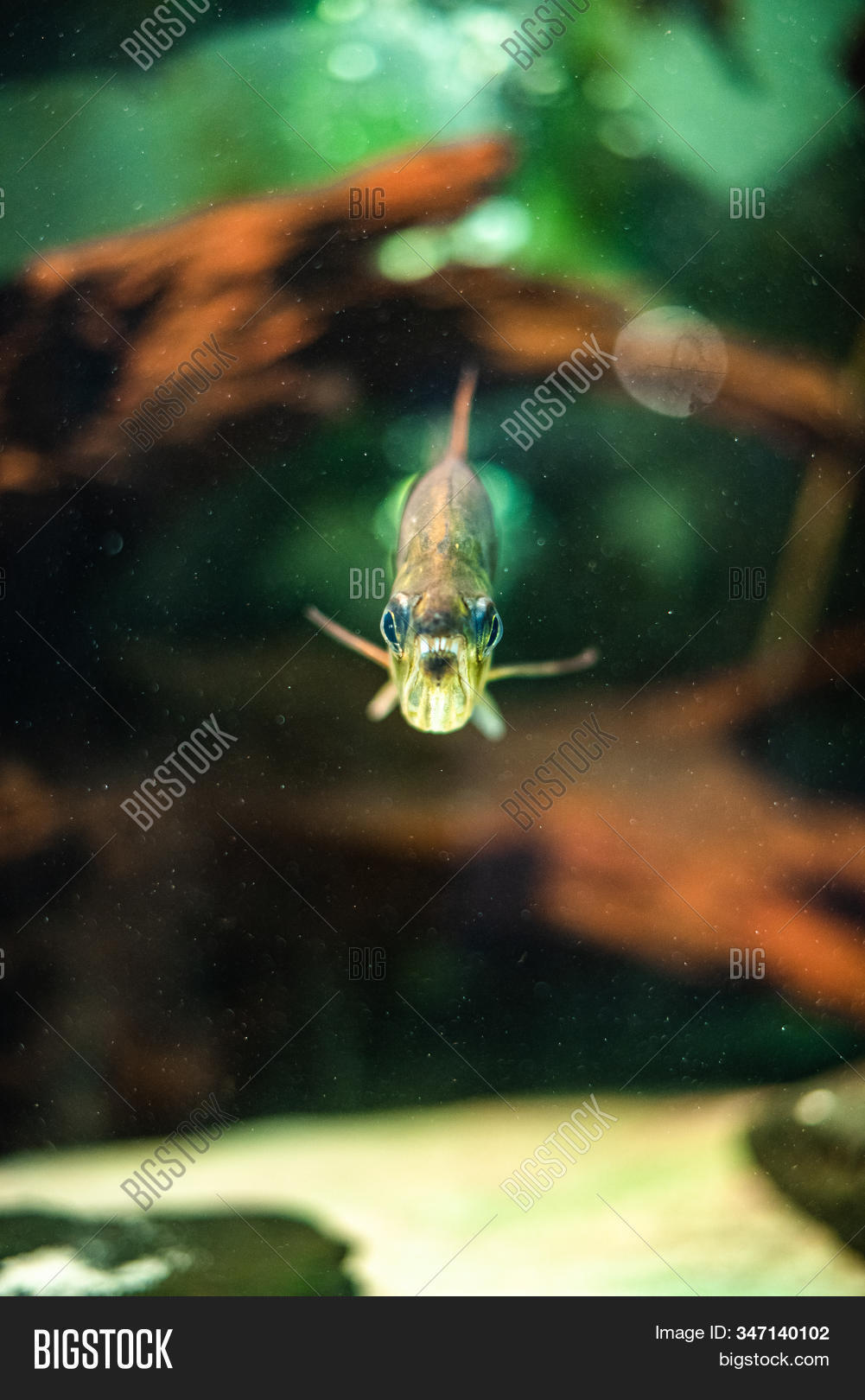 Pygocentrus Nattereri Image & Photo (Free Trial) | Bigstock