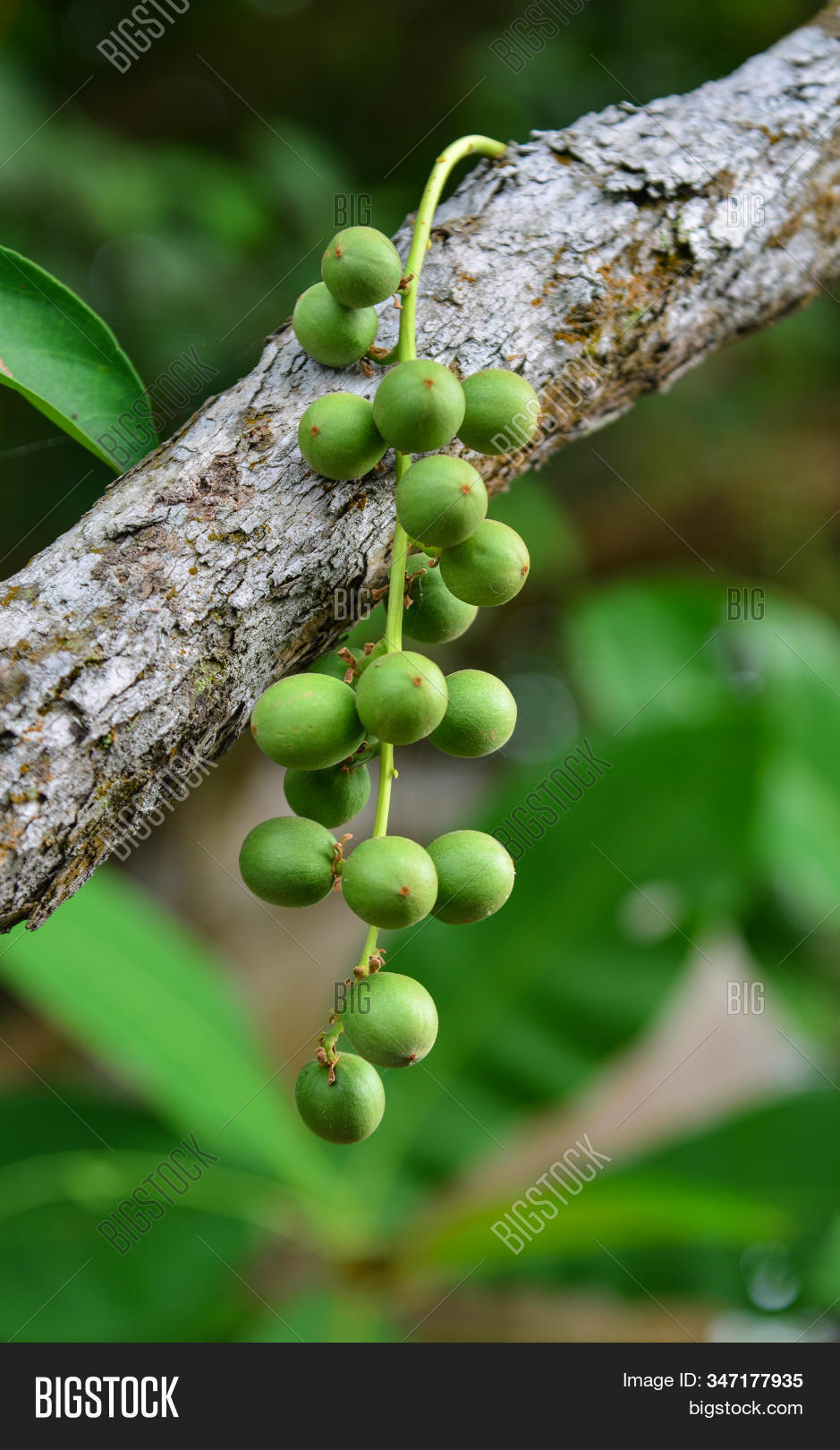 Young Langsat Fruits Image & Photo (Free Trial) | Bigstock
