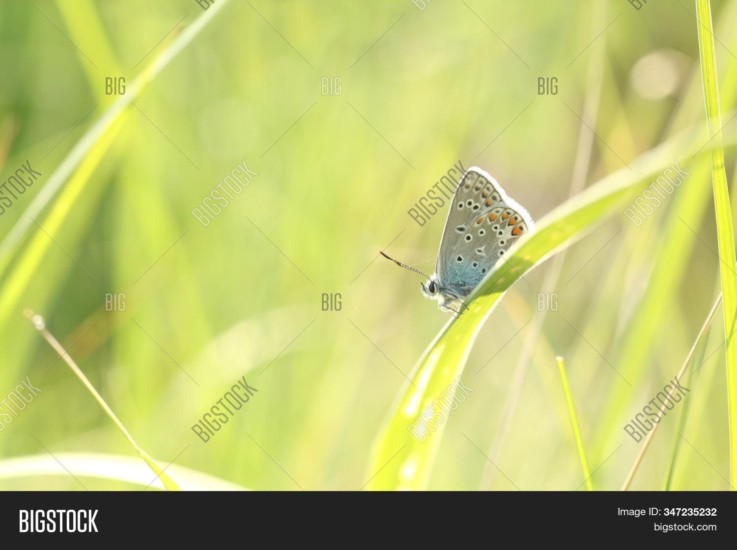 Butterfly Spring Image & Photo (Free Trial) | Bigstock