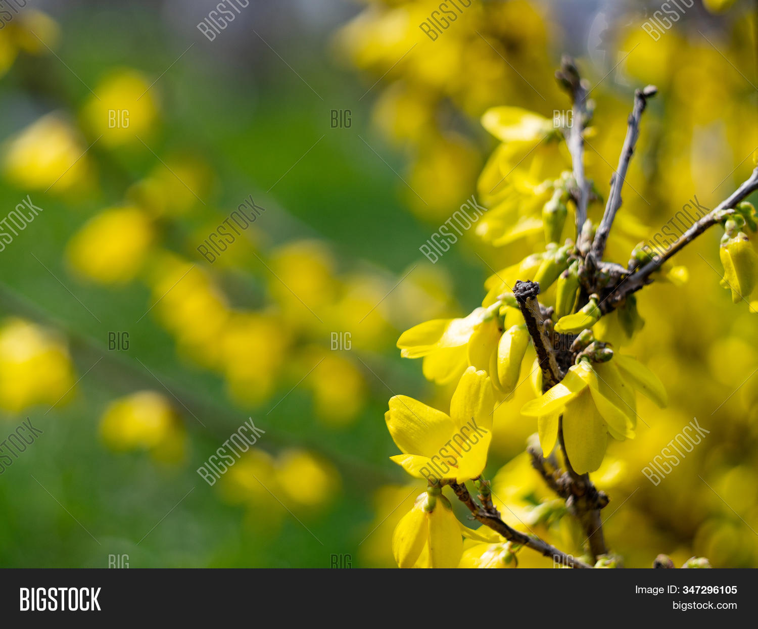 Yellow Forsythia Image & Photo (Free Trial) | Bigstock