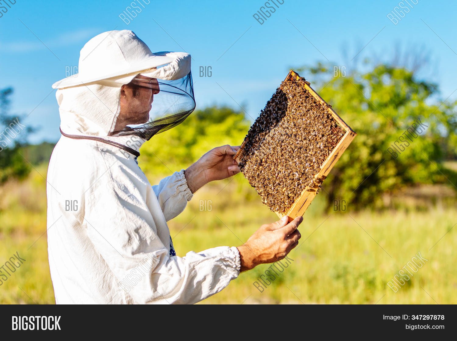 Young Beekeeper Image & Photo (Free Trial) | Bigstock