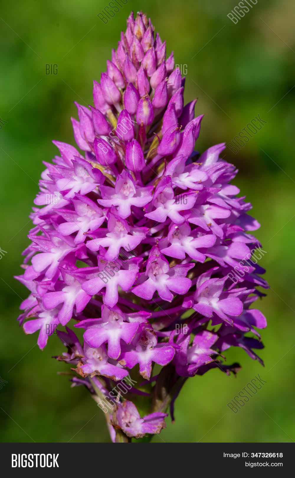 Close Pyramid Orchid ( Image & Photo (Free Trial) | Bigstock