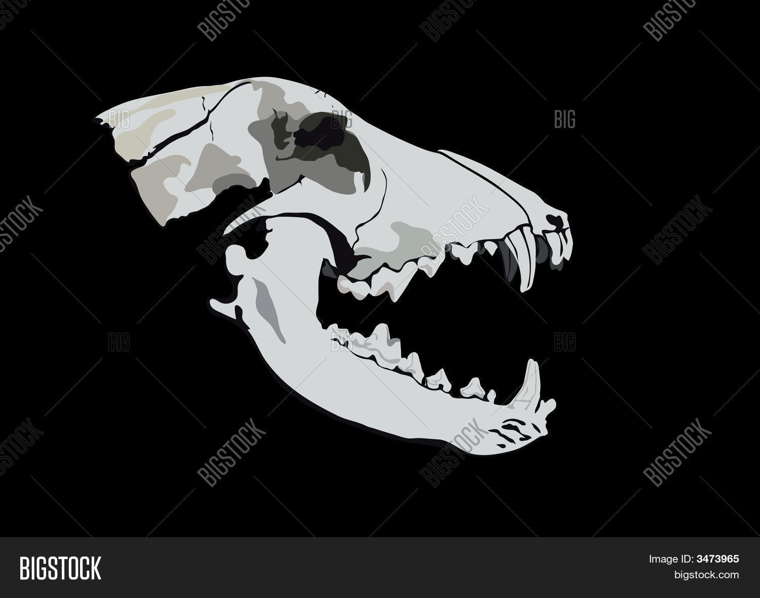 Wolf Dog Skull Vector & Photo (Free Trial) | Bigstock