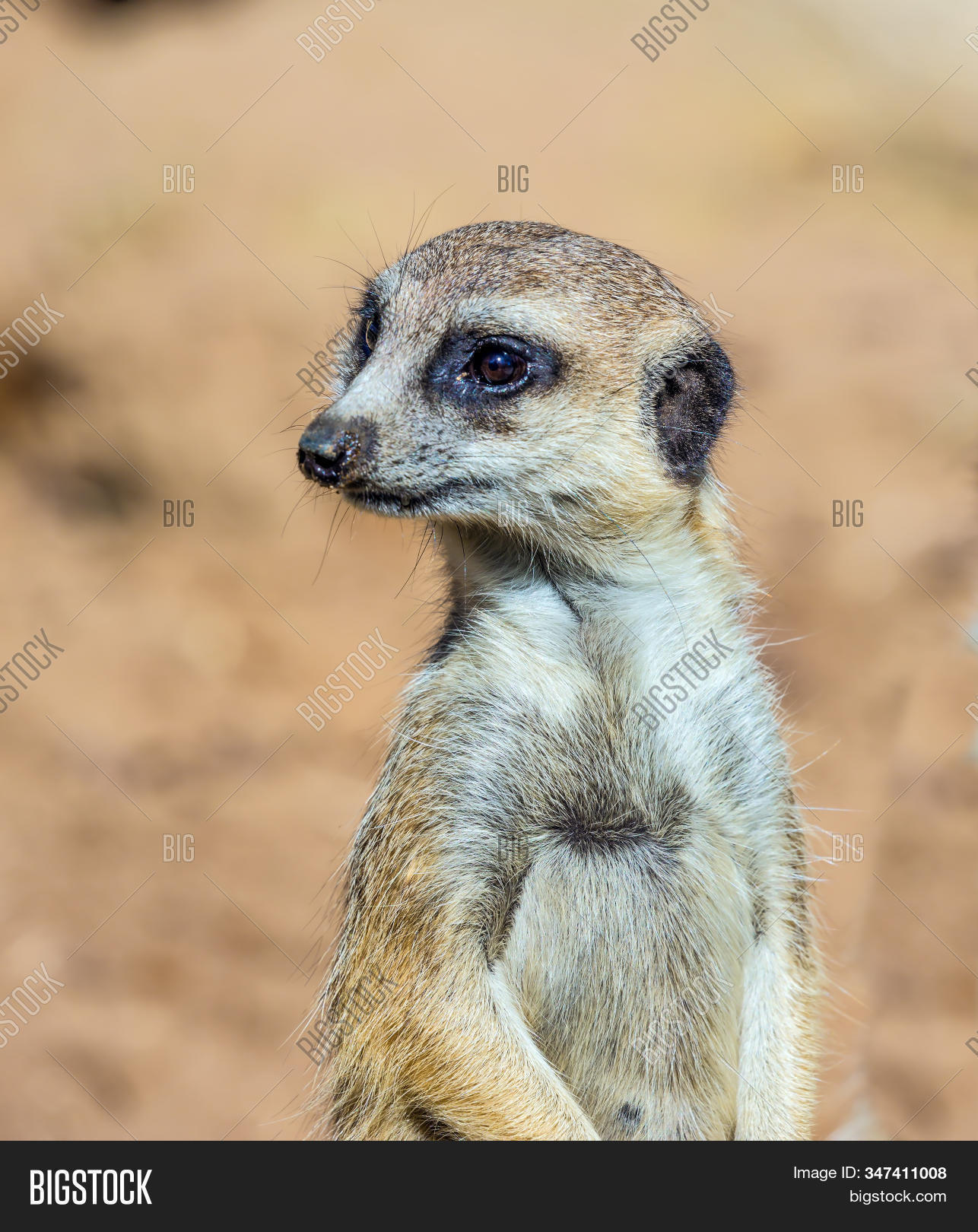 Great Zoo. Auckland, Image & Photo (Free Trial) | Bigstock
