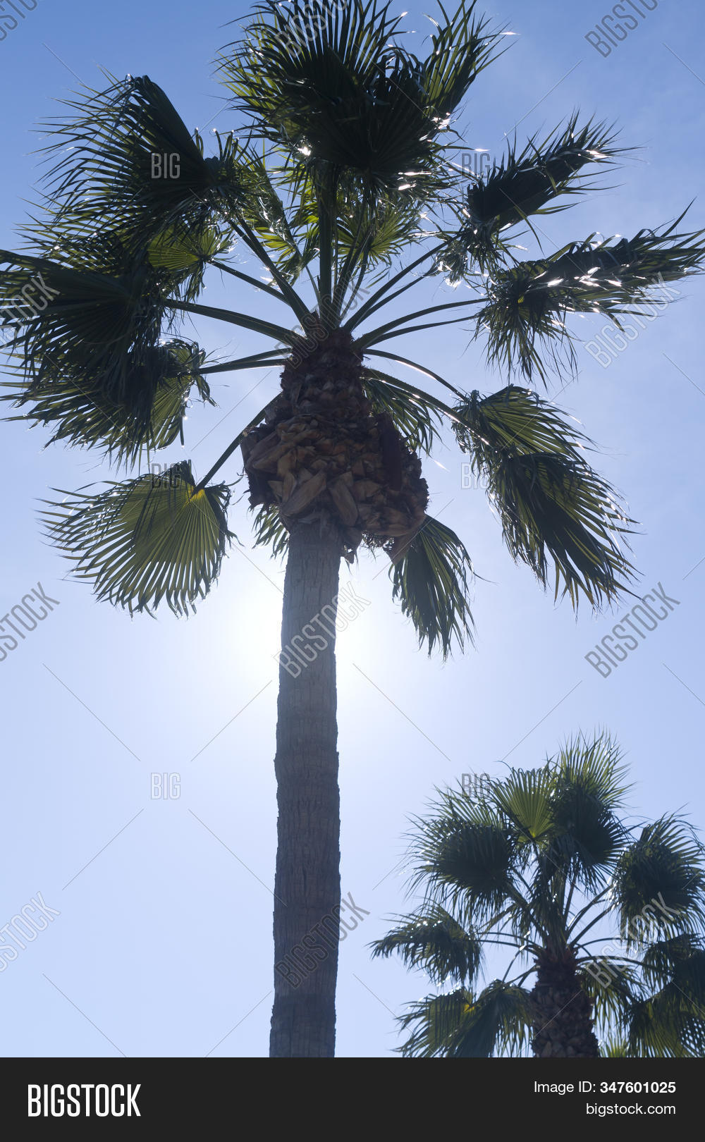 Two Palm Trees Front Image & Photo (Free Trial) | Bigstock