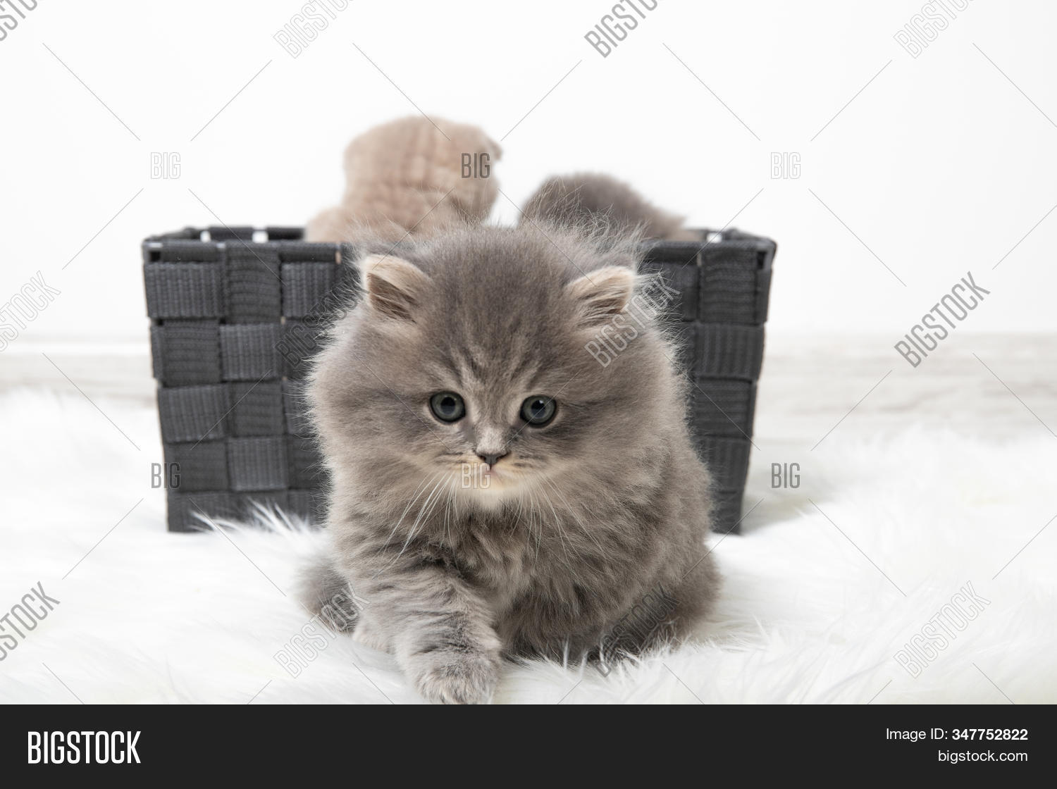 Basket Kittens Middle Image & Photo (Free Trial) | Bigstock