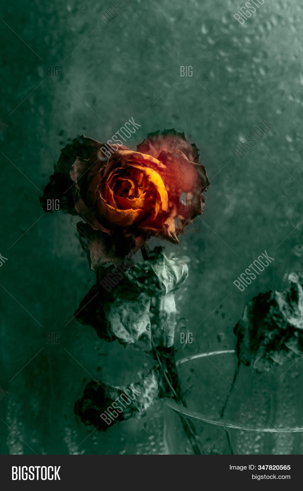 Rose Images With Sad Love