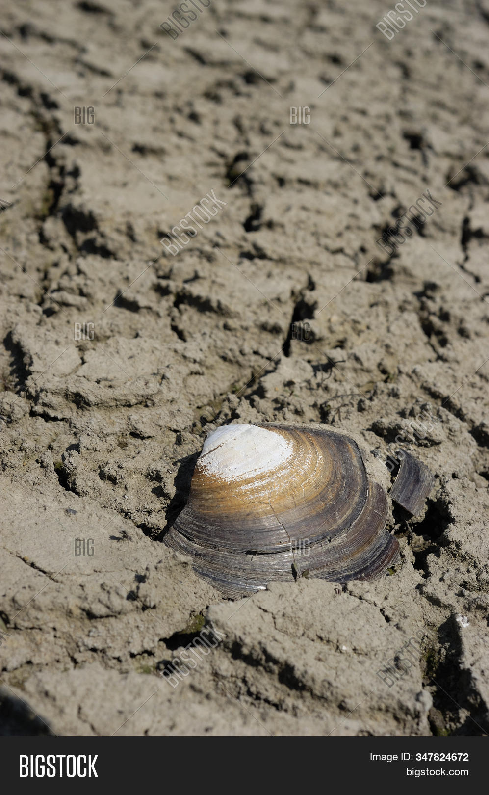 Cracked Seashell. Image & Photo (Free Trial) | Bigstock