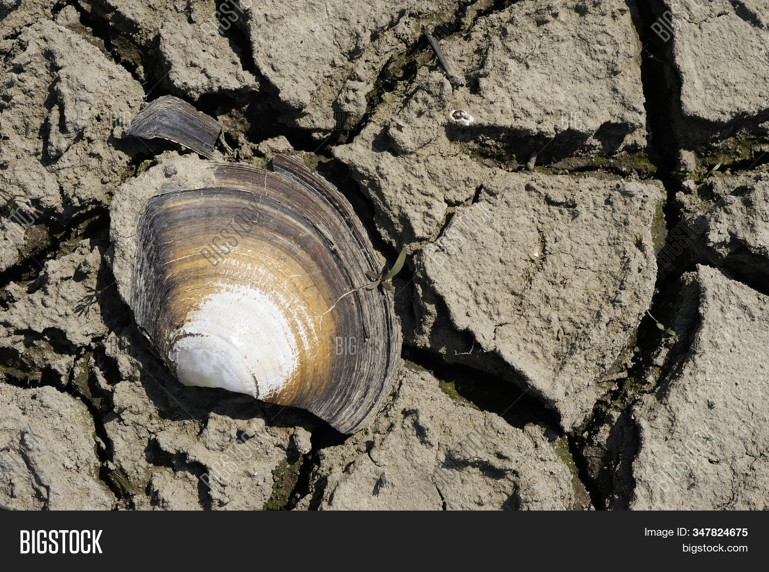 Cracked Seashell. Image & Photo (Free Trial) | Bigstock
