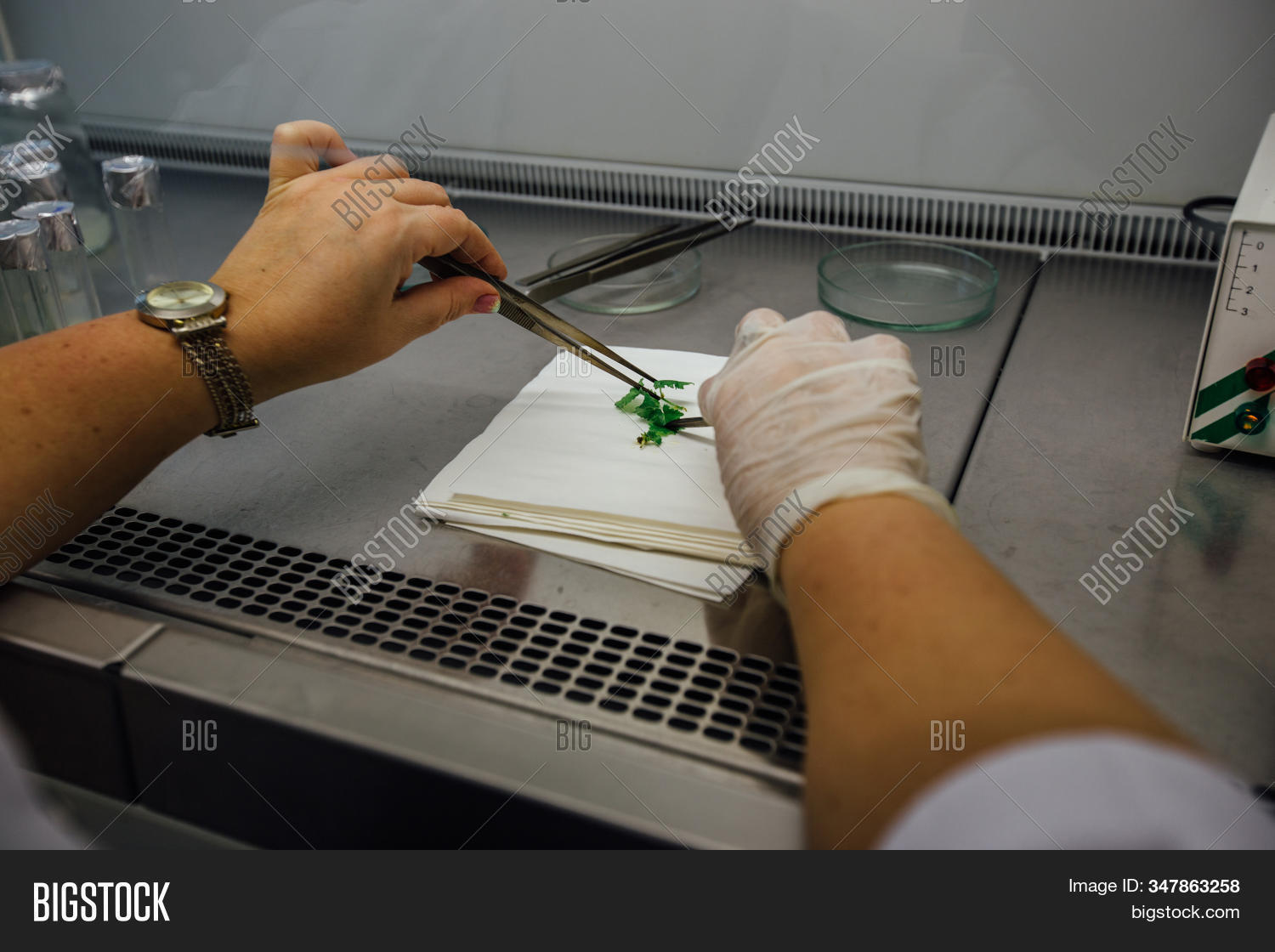 Graftage Micro Plants Image & Photo (Free Trial) | Bigstock