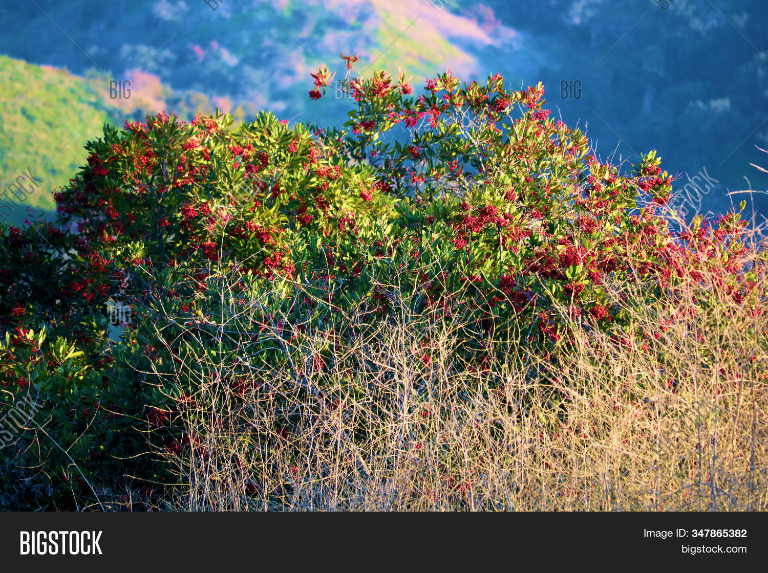 Chaparral Plants Red Image & Photo (Free Trial) | Bigstock