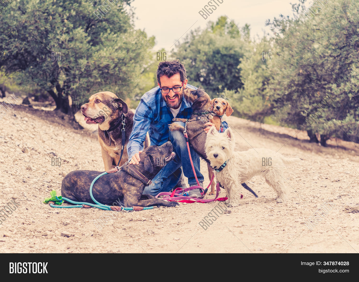 Professional Dog Image & Photo (Free Trial) | Bigstock