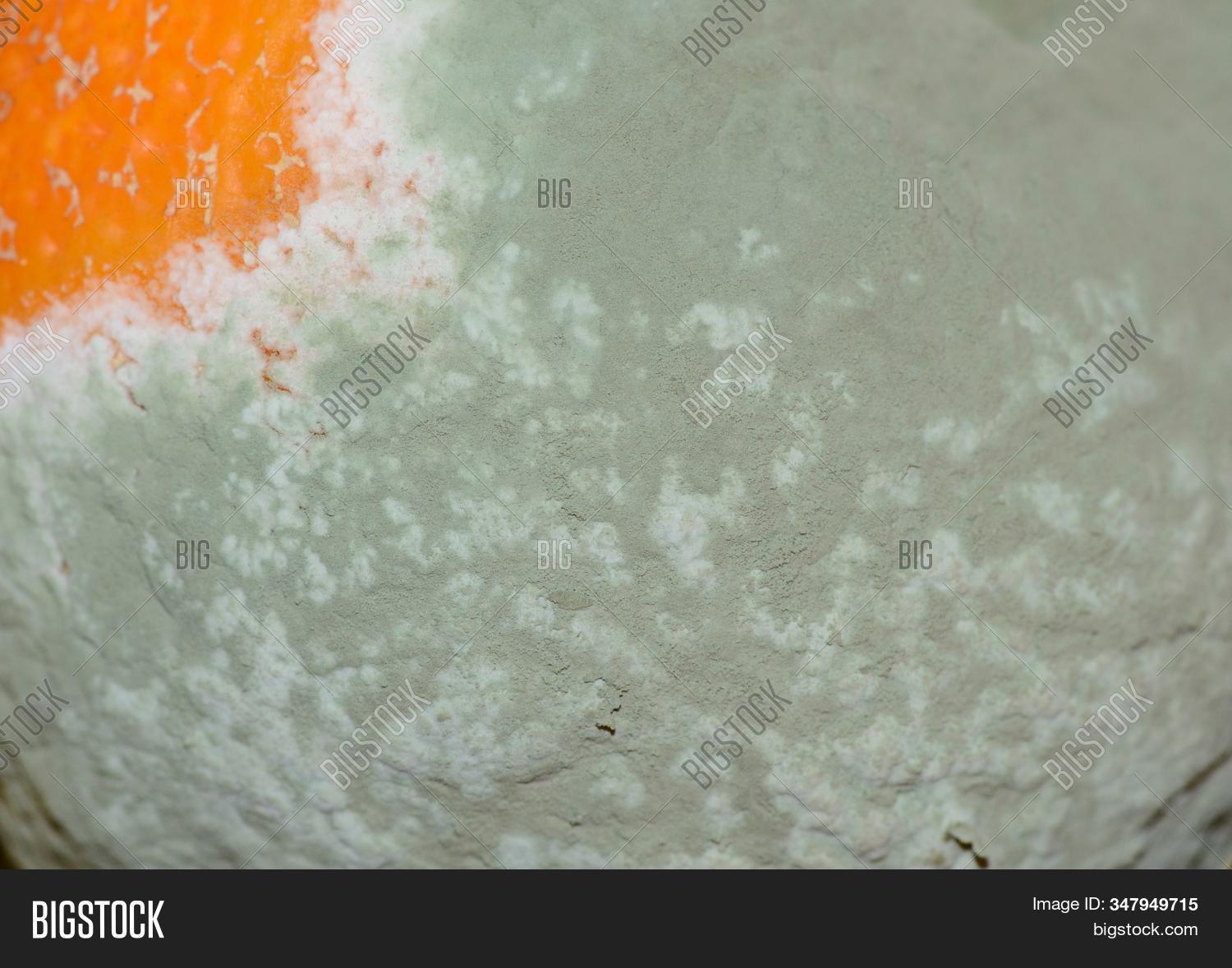 Natural Mold On Image & Photo (Free Trial) | Bigstock