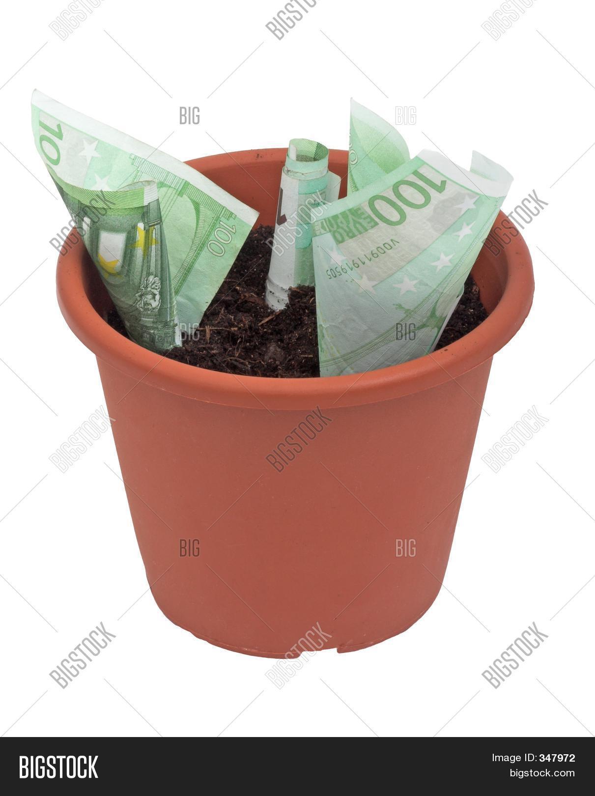 Money Plant Image & Photo (Free Trial) | Bigstock
